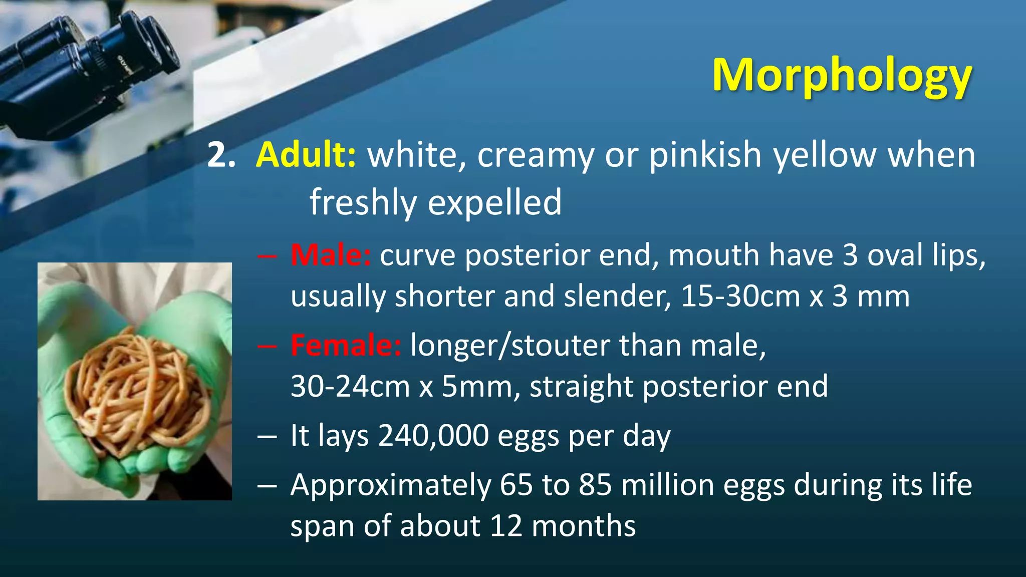 Soil transmitted helminths | PPTX