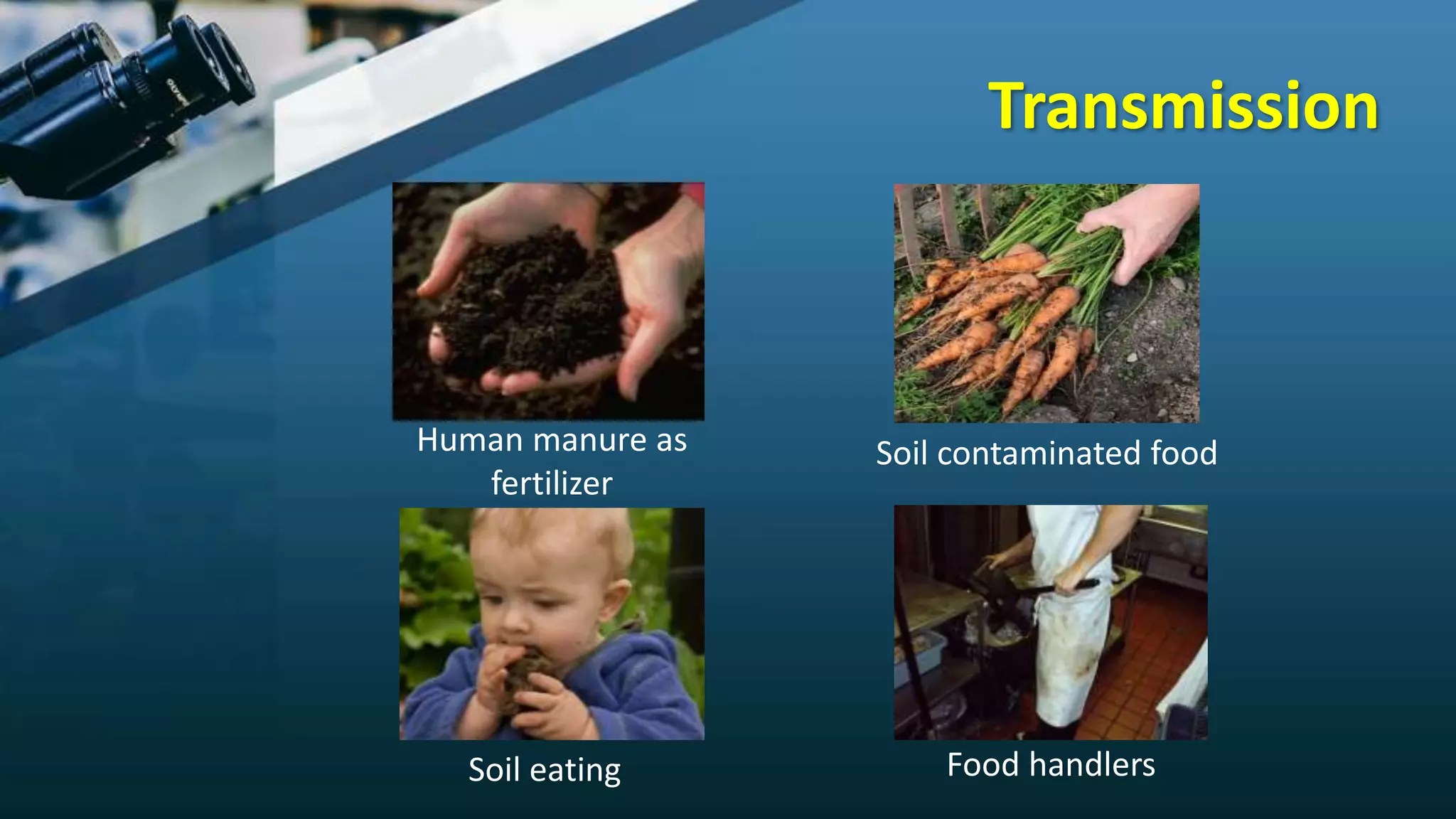Soil transmitted helminths | PPTX