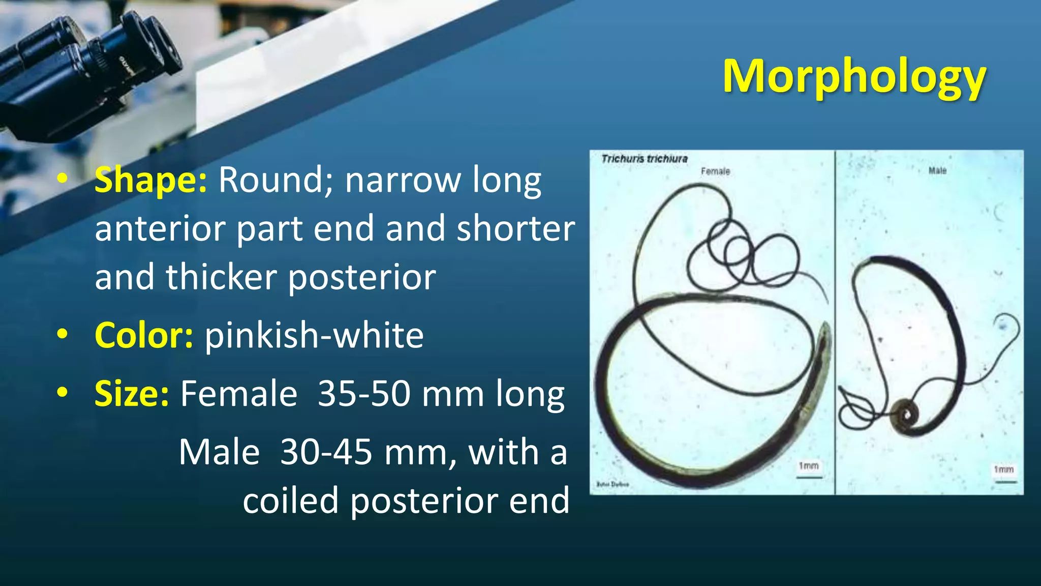 Soil transmitted helminths | PPTX