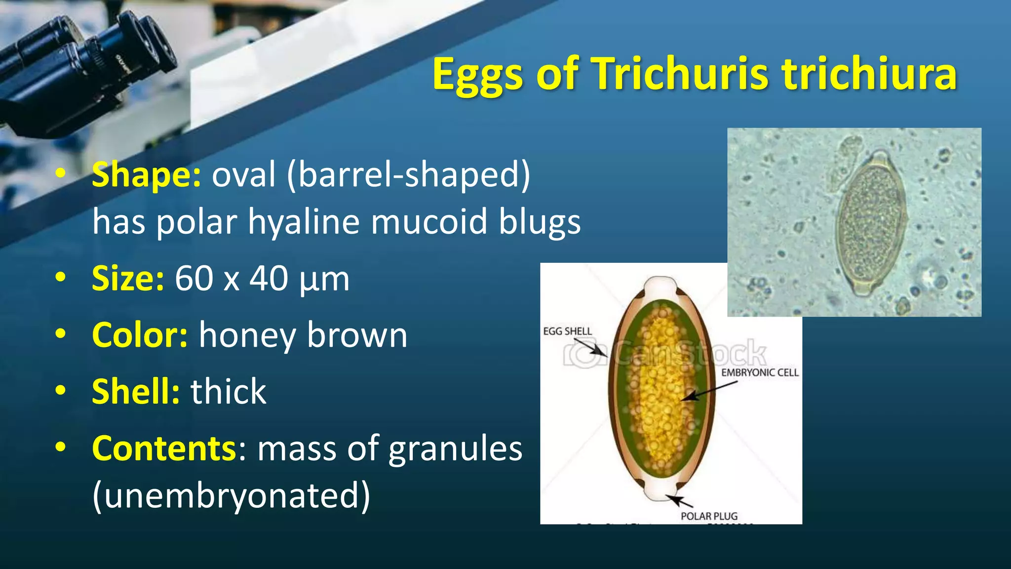 Soil transmitted helminths | PPTX