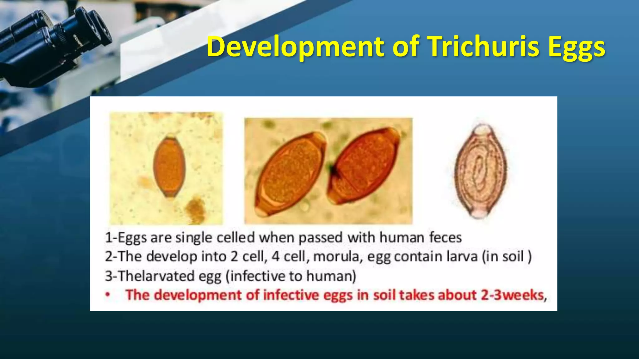 Soil transmitted helminths | PPTX