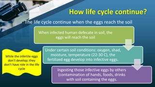 Soil transmitted helminths | PPTX