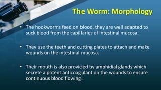 Soil transmitted helminths | PPTX