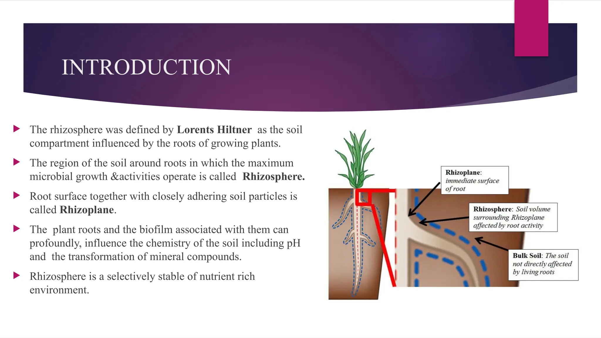 Soil and Agricultural Microbiology - Rhizosphere .pptx