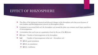 Soil and Agricultural Microbiology - Rhizosphere .pptx