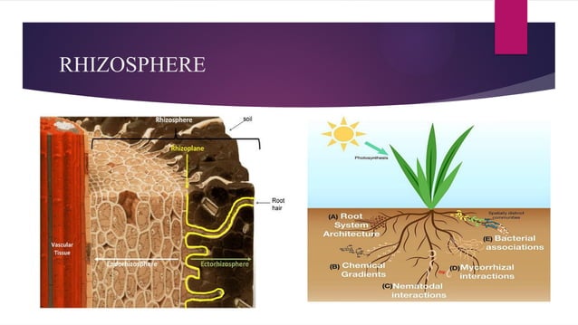 Soil and Agricultural Microbiology - Rhizosphere .pptx