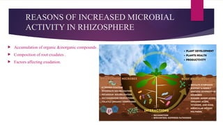 Soil and Agricultural Microbiology - Rhizosphere .pptx