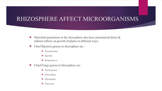 Soil and Agricultural Microbiology - Rhizosphere .pptx