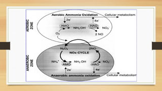 Nitrification reaction - Soil and agricultural microbiology | PPTX