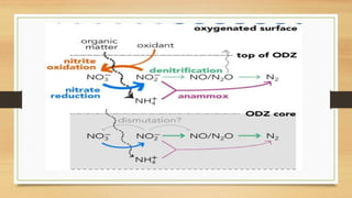 Nitrification reaction - Soil and agricultural microbiology | PPTX