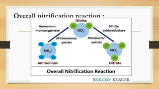 Nitrification reaction - Soil and agricultural microbiology | PPT