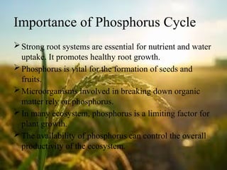 Microbial transformation of phosphorus sulphur and micronutrients in ...