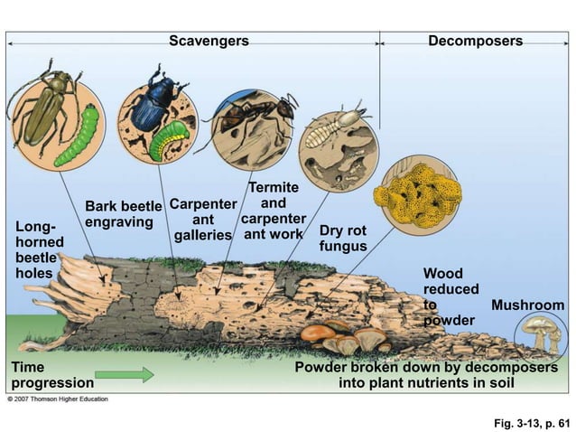 Soil and biomes and cycles ppt | PPTX | Science