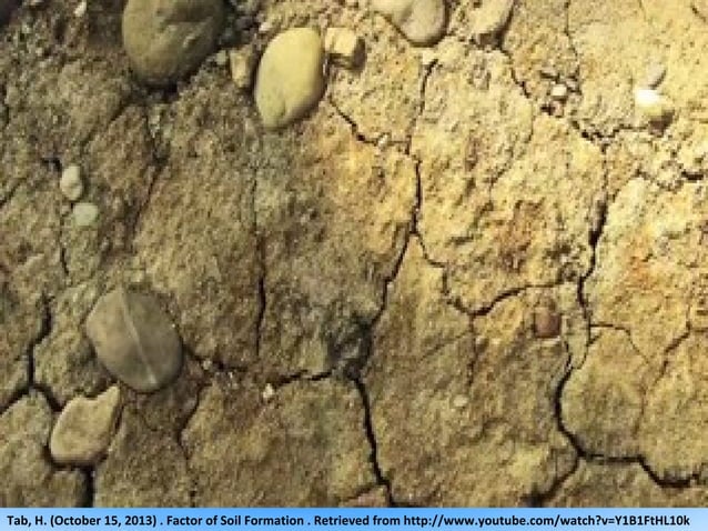 Soil and soil diversity | PPT | Agriculture | Industries