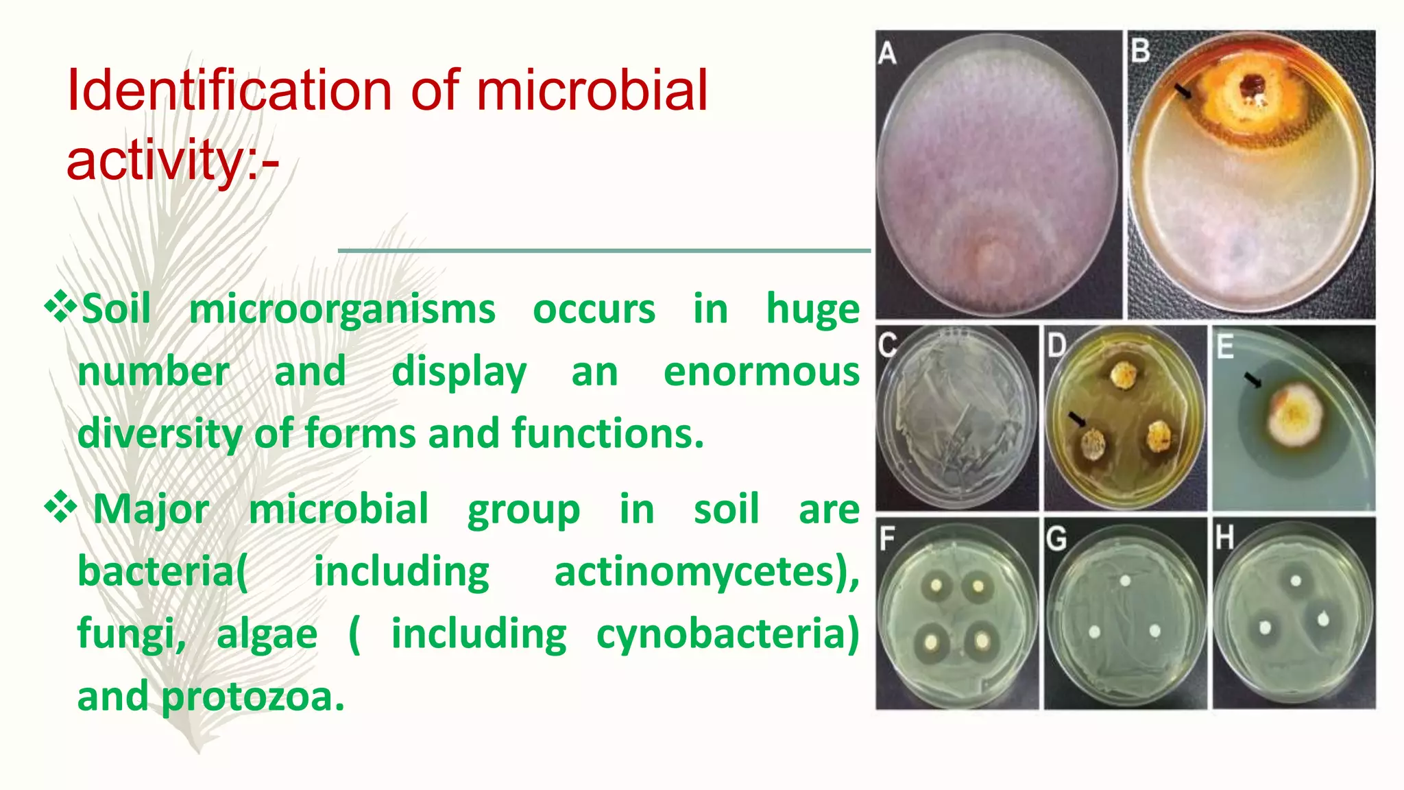 SOIL ENZYMES AND THEIR ACTIVITY | PPTX