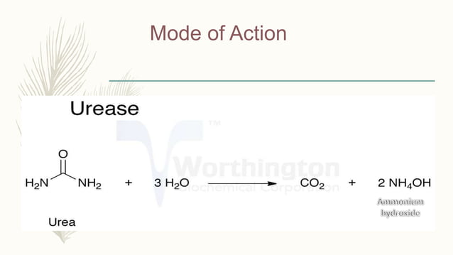 SOIL ENZYMES AND THEIR ACTIVITY | PPTX | Chemistry | Science