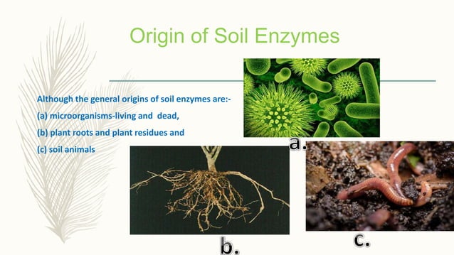 SOIL ENZYMES AND THEIR ACTIVITY | PPTX | Chemistry | Science