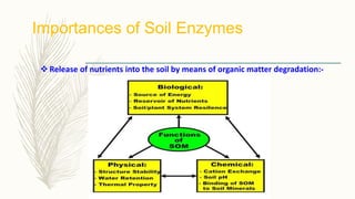 SOIL ENZYMES AND THEIR ACTIVITY | PPTX