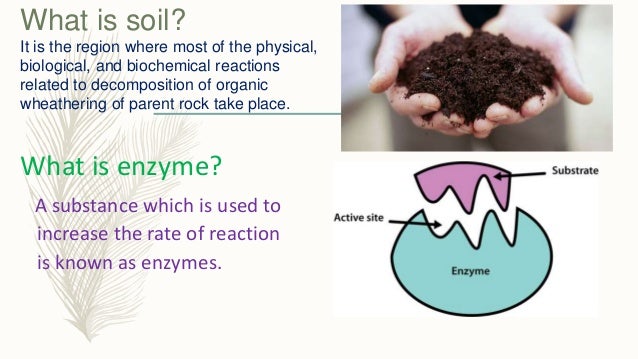 SOIL ENZYMES AND THEIR ACTIVITY