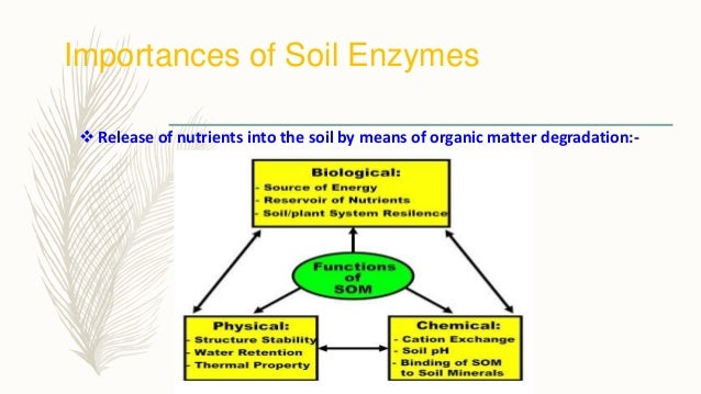 SOIL ENZYMES AND THEIR ACTIVITY