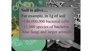 Soil as microbial habitat | PPTX