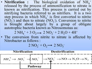 Ammonification Reaction