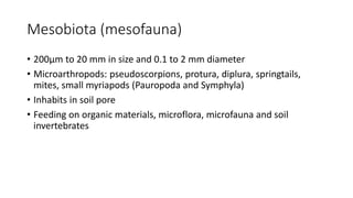 Soil biodiversity | PDF