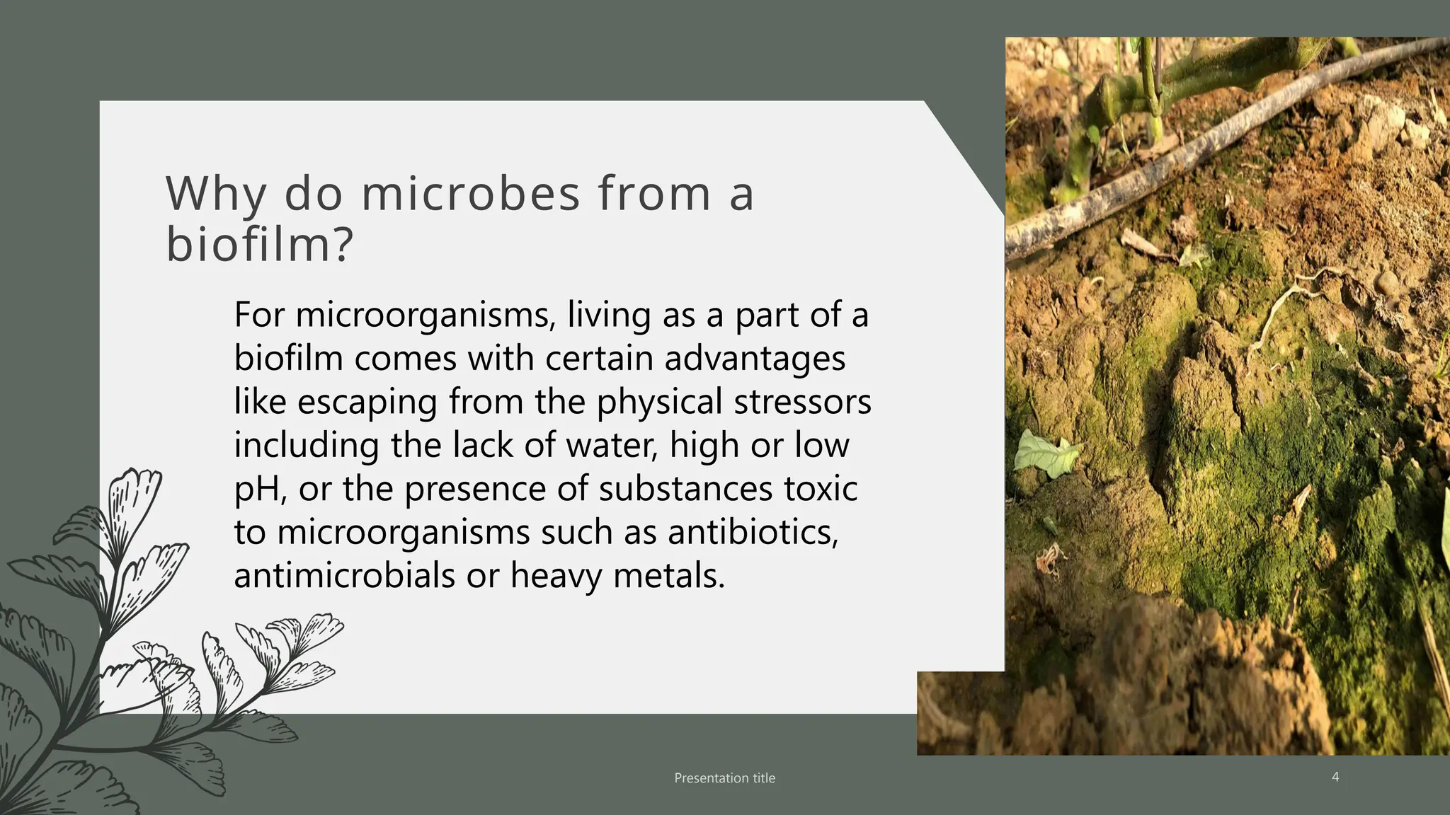 Soil Microbial biofilm - Soil microbiology | PPTX