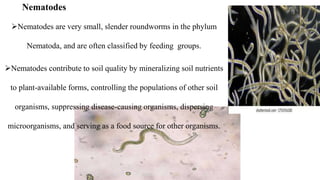 soilbiologicall properties.pptx