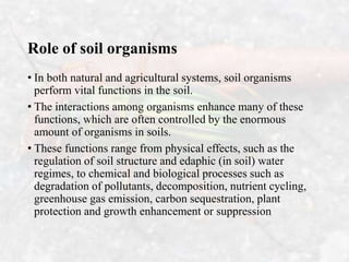Soil biology | PPTX