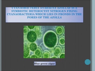 Soil biology and Biodiversity of Pakistan | PPT