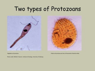 Soil Protozoa