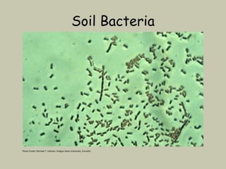 Soil Biology