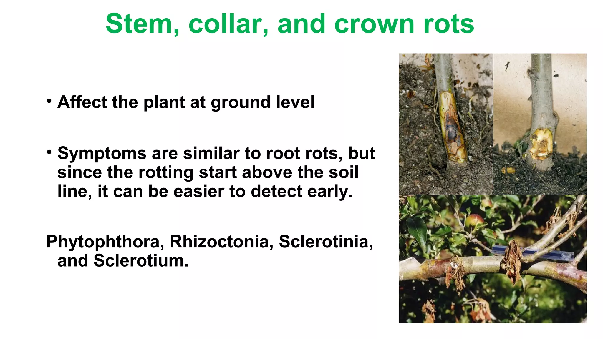 Soil borne pathogen and their impact | PPT