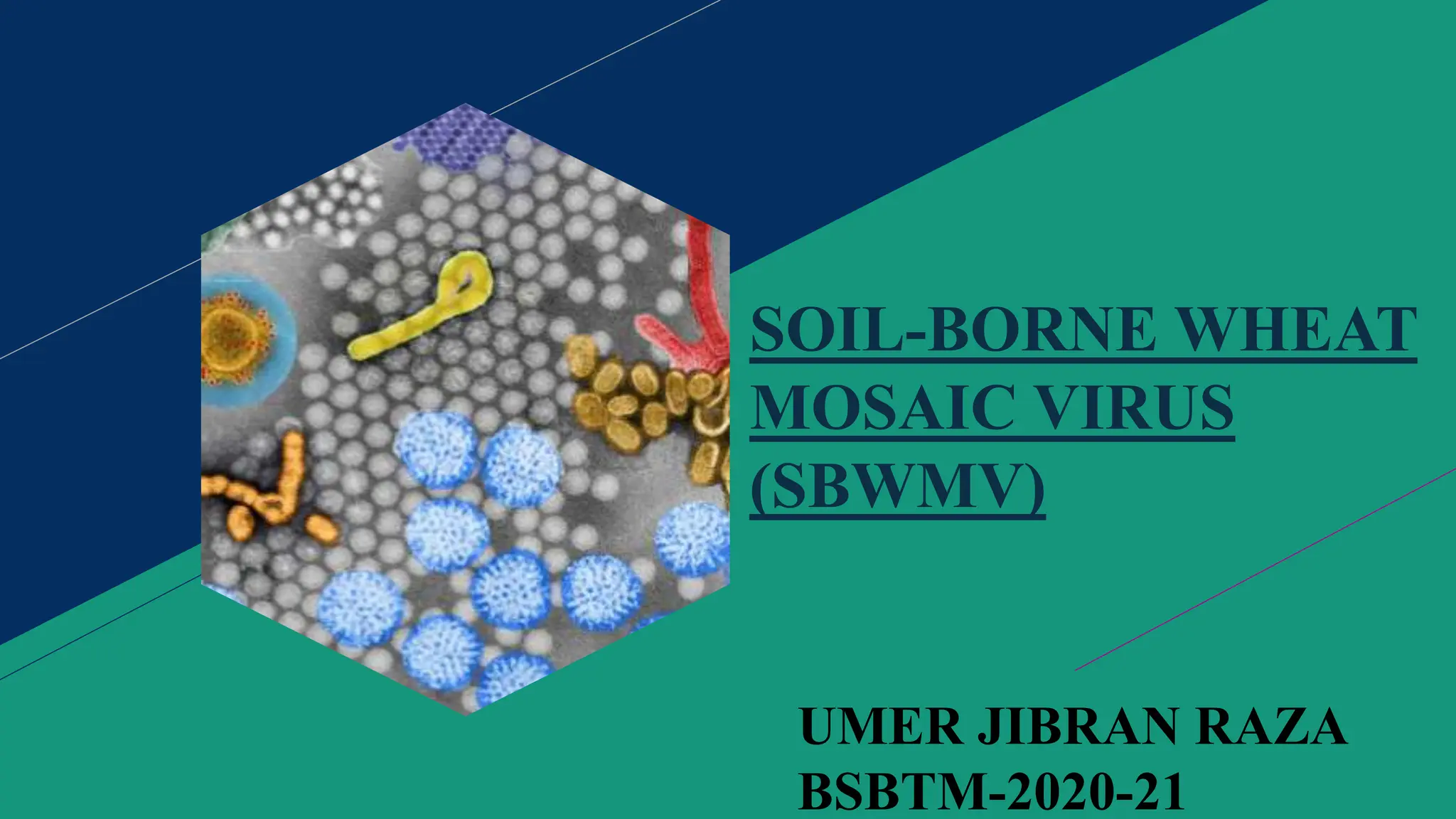 Soil borne wheat mosaic virus.pptx