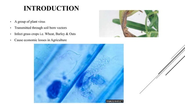Soil borne wheat mosaic virus.pptx