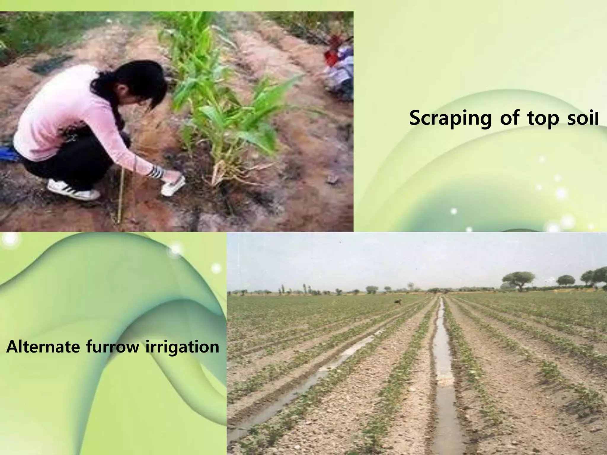 INTEGRATED APPROACH FOR MANAGEMENT OF SALINE AND SODIC SOILS BY SUPRIYA ...