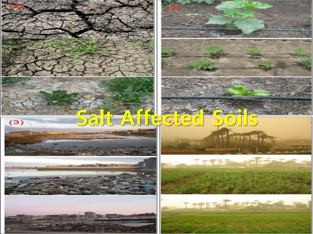 INTEGRATED APPROACH FOR MANAGEMENT OF SALINE AND SODIC SOILS BY SUPRIYA ...