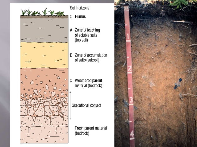Soil FOR CLASS 7 AND ABOVE PPT soil-for-class-7-and-above-ppt