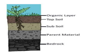 Soil class 5 | PPTX