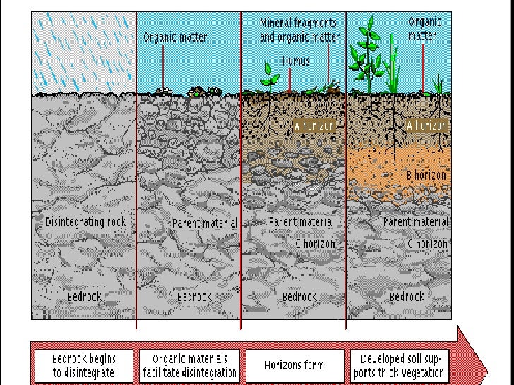 Naturalists at Large: Soil composition