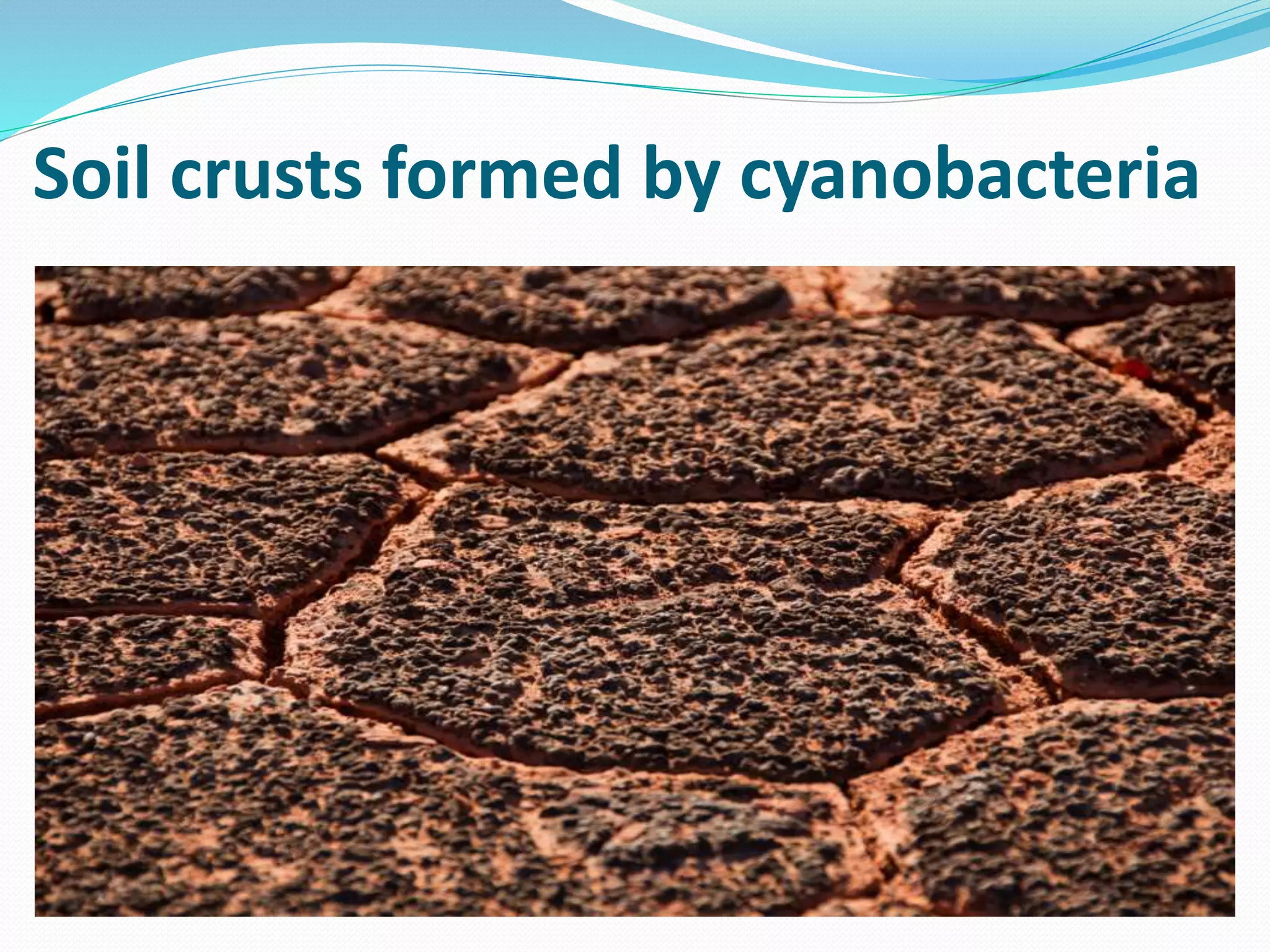 Soil cyanobacteria.ppt