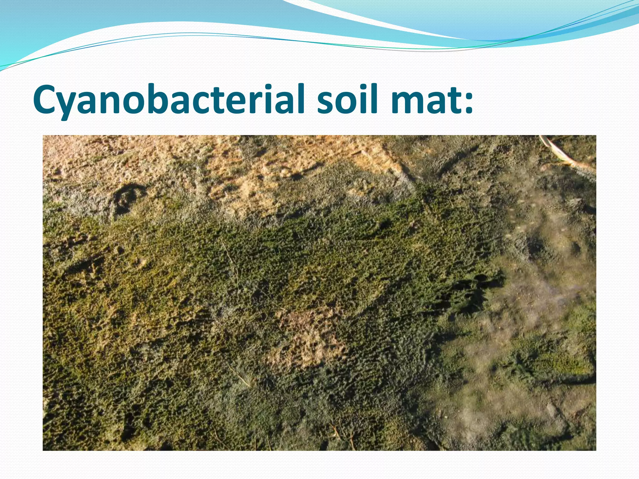 Soil cyanobacteria.ppt