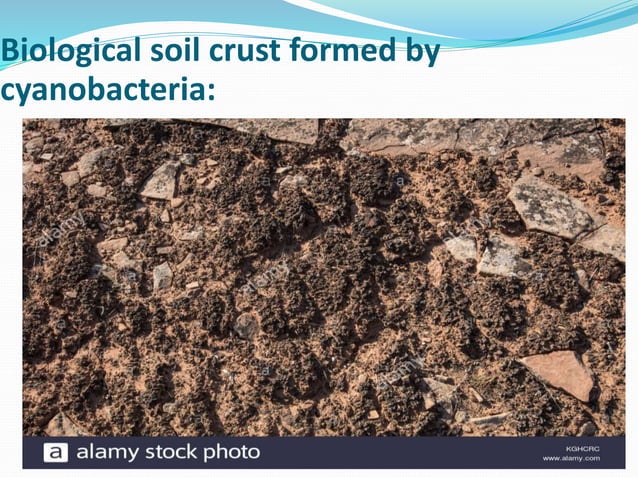 Soil cyanobacteria.ppt | Chemistry | Science