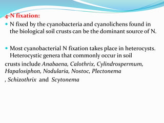 Soil cyanobacteria.ppt