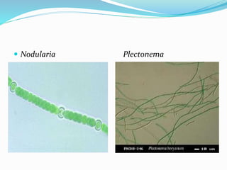 Soil cyanobacteria.ppt