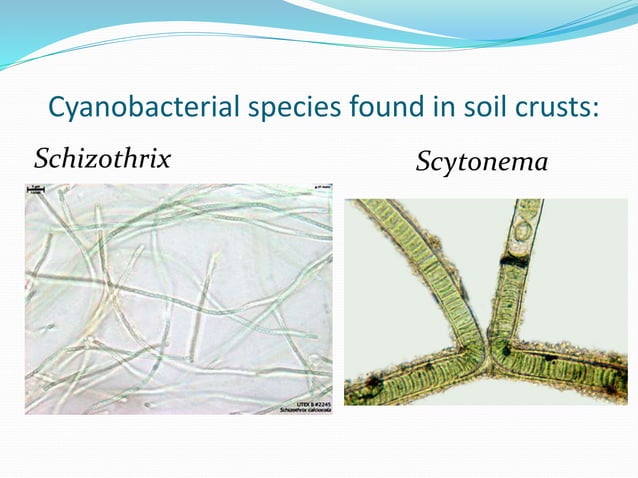 Soil cyanobacteria.ppt | Chemistry | Science
