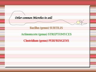 Microbe Population in Soil | PPT
