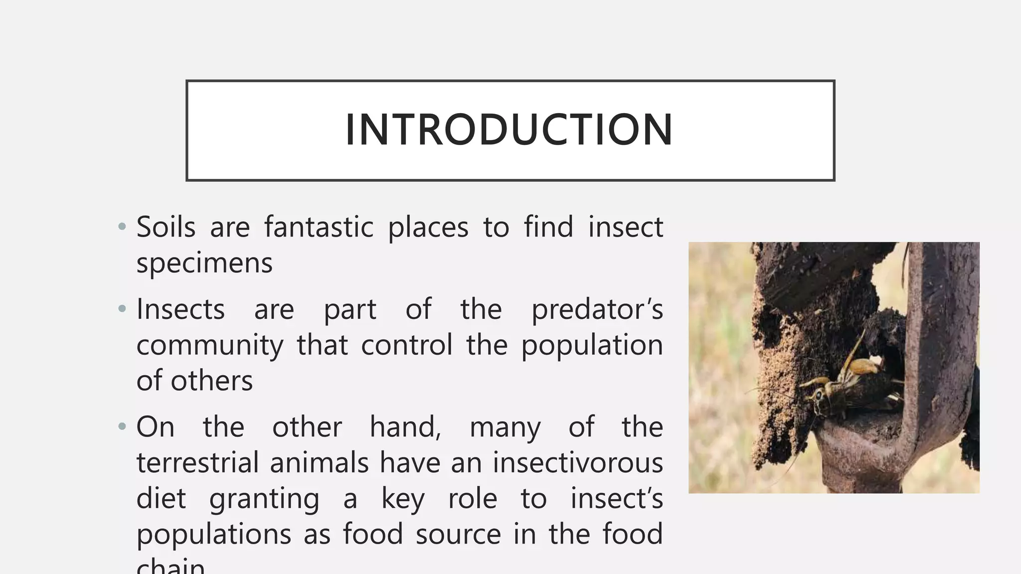 soil DWELLING INSECTS.pptx