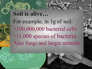 SOIL ECOLOGY 1.ppt | Free Download